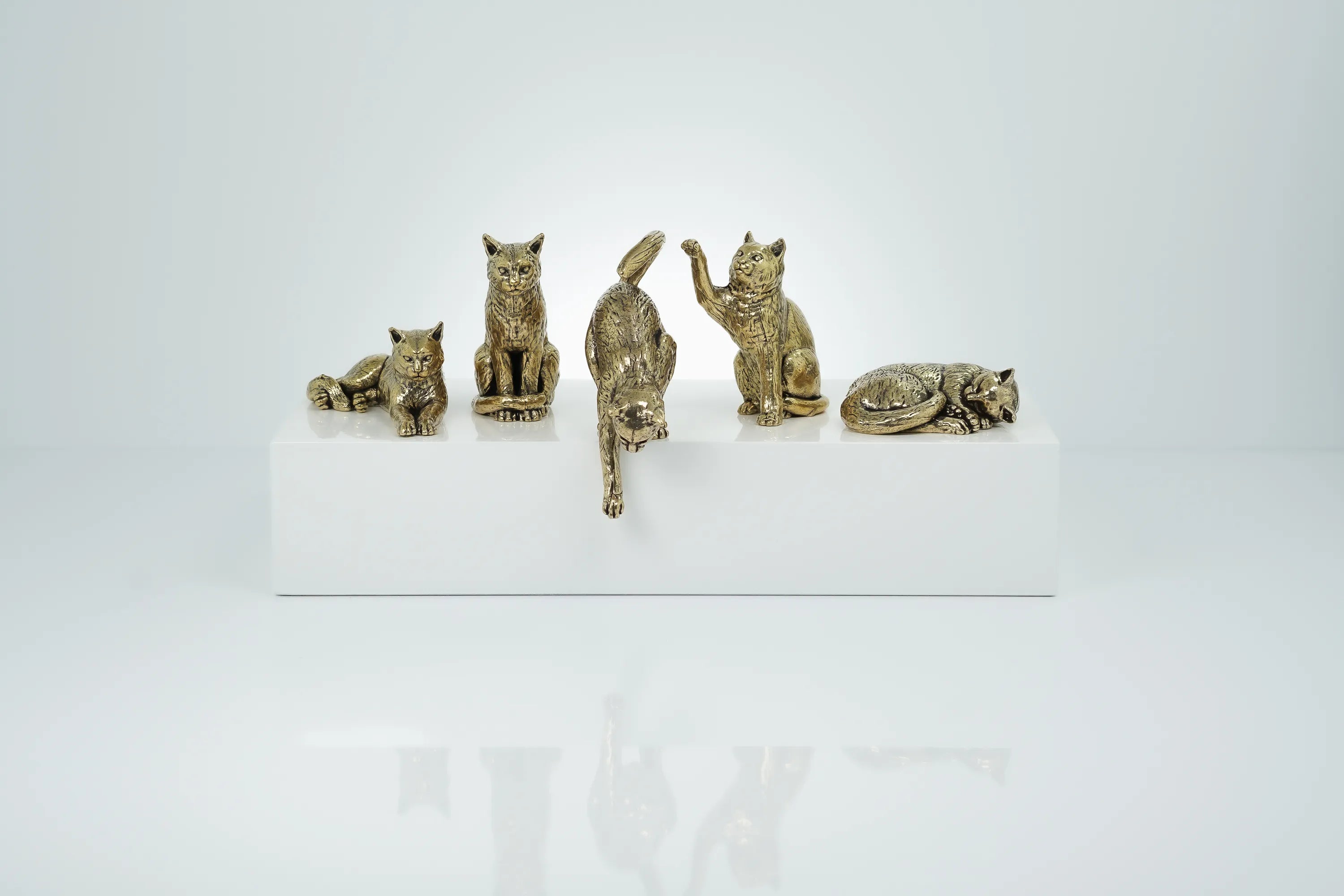 About – Curio Cat Collective